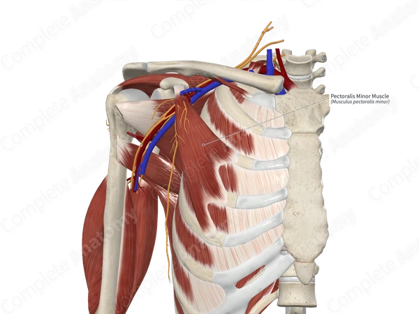 Pectoralis Minor Muscle | Complete Anatomy