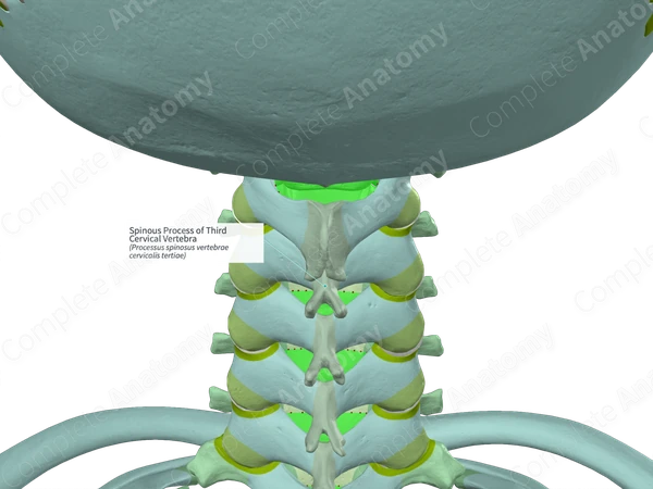 Spinous Process of Third Cervical Vertebra | Complete Anatomy