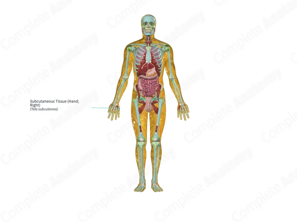Subcutaneous Tissue (Hand; Right) | Complete Anatomy