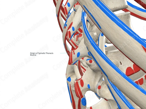 Origin of Spinalis Thoracis Muscle | Complete Anatomy