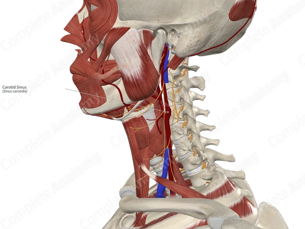 Carotid Sinus | Complete Anatomy