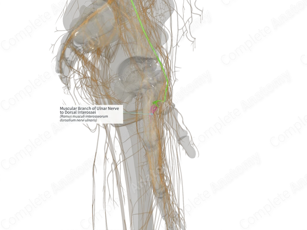Muscular Branch of Ulnar Nerve to Dorsal Interossei (Left) | Complete ...