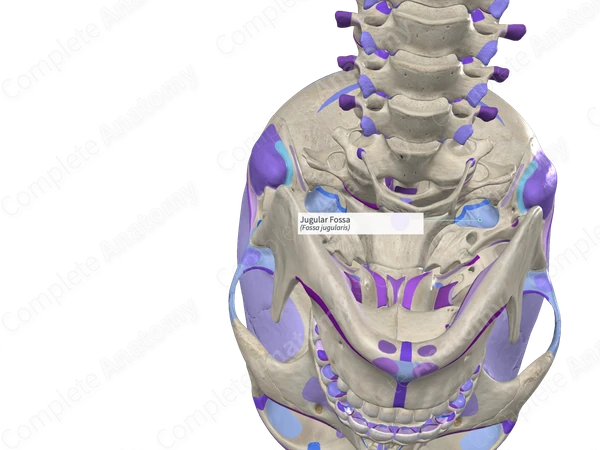 Jugular Fossa | Complete Anatomy