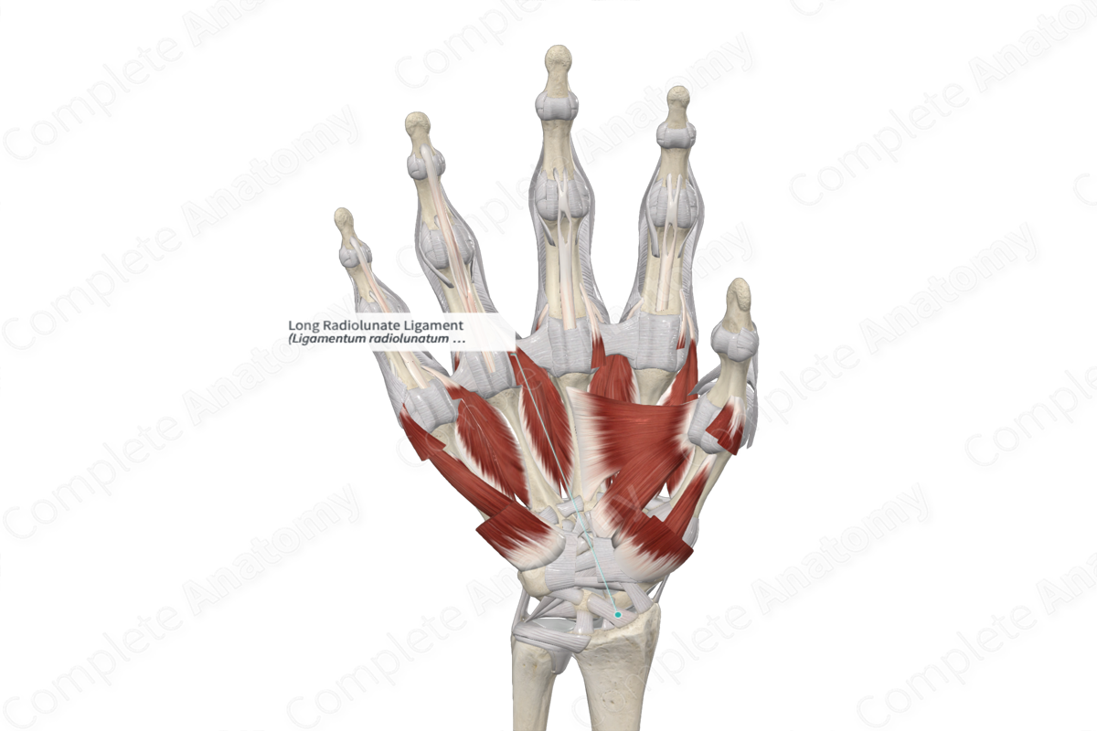 Long Radiolunate Ligament Complete Anatomy