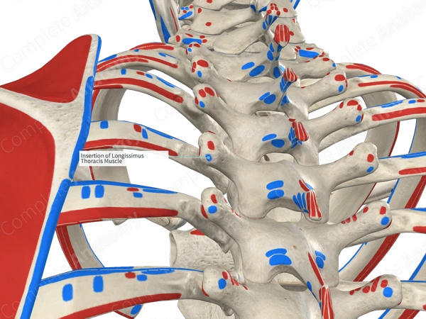 Insertion of Longissimus Thoracis Muscle | Complete Anatomy