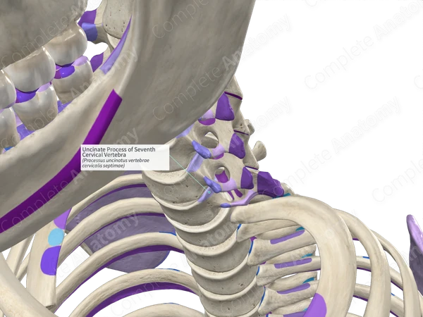 Uncinate Process of Seventh Cervical Vertebra (Right) | Complete Anatomy