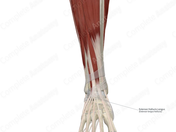 Extensor Hallucis Longus | Complete Anatomy