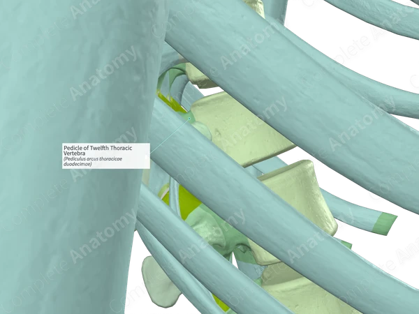 Pedicle of Twelfth Thoracic Vertebra (Left) | Complete Anatomy