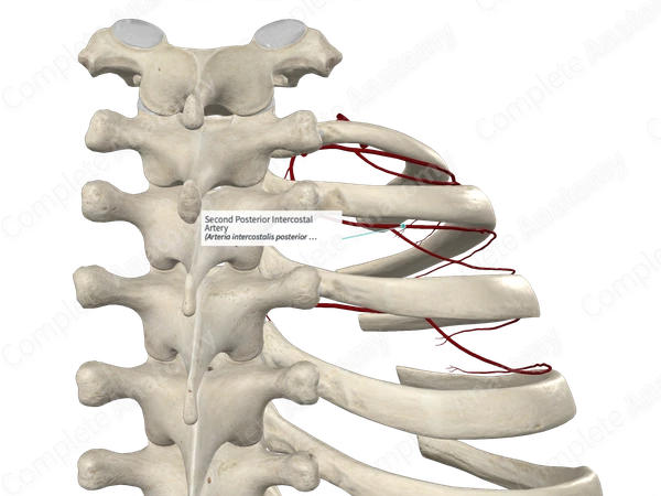 Second Posterior Intercostal Artery | Complete Anatomy
