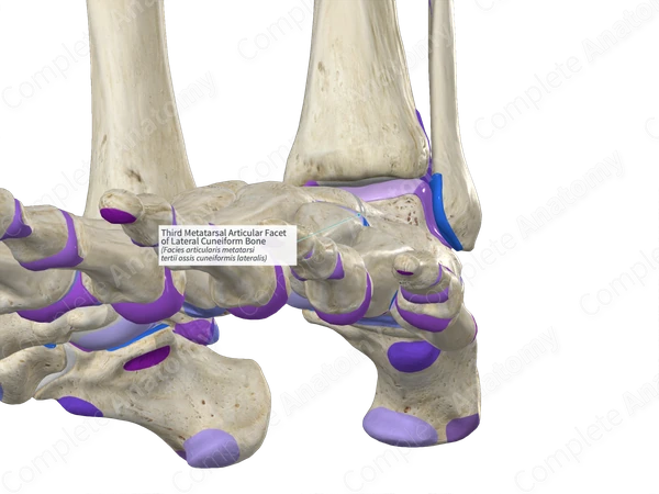 Third Metatarsal Articular Facet of Lateral Cuneiform Bone | Complete ...