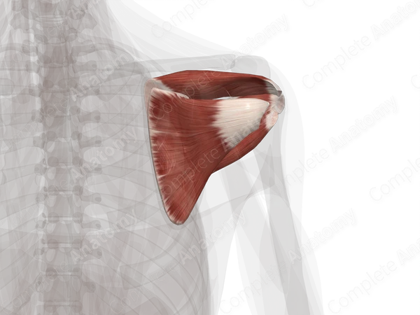 Rotator Cuff Muscles (Left) | Complete Anatomy