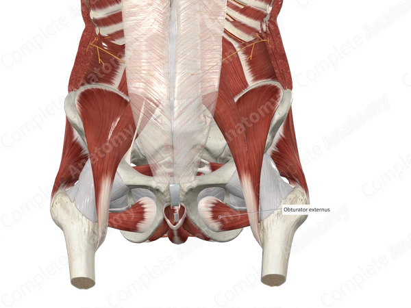 Obturator Externus | Complete Anatomy