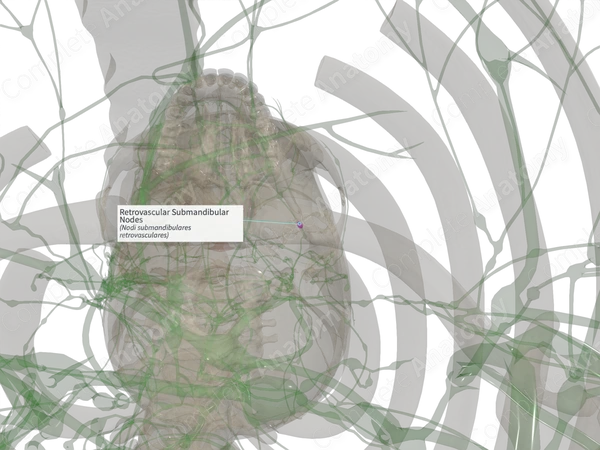 Retrovascular Submandibular Nodes (Right) | Complete Anatomy