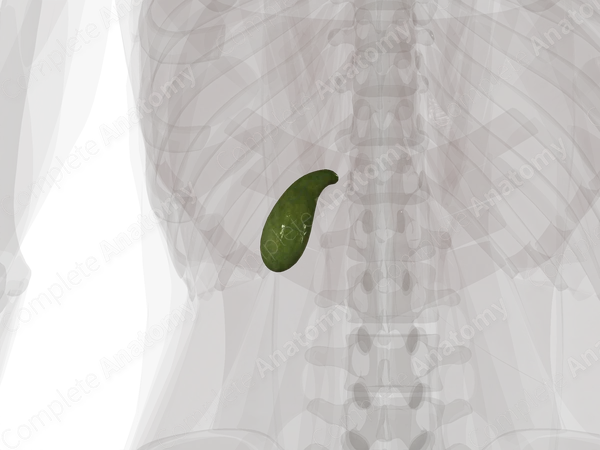Gallbladder | Complete Anatomy