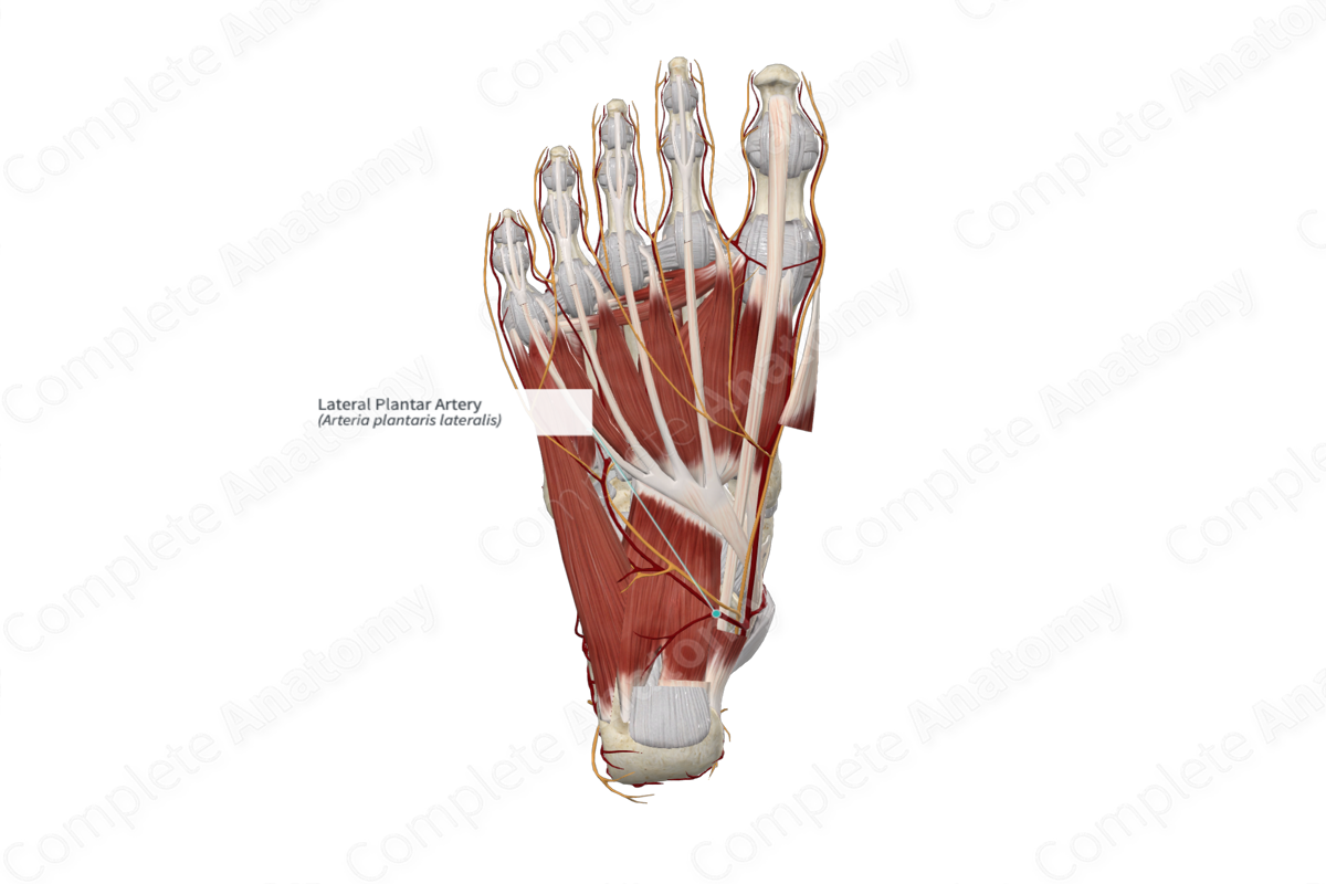 Lateral Plantar Artery Complete Anatomy