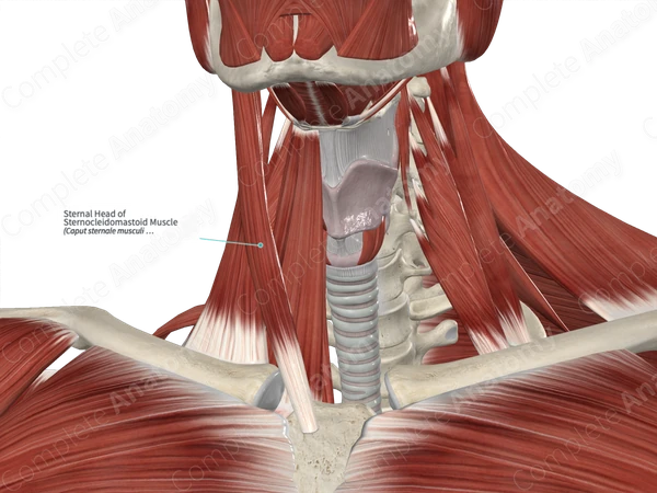 Sternal Head of Sternocleidomastoid Muscle | Complete Anatomy