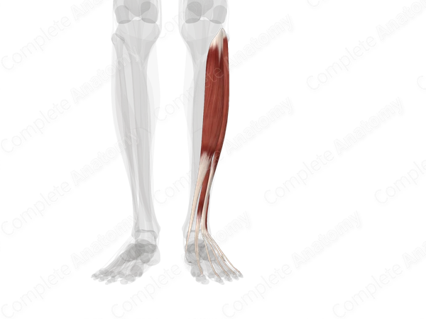 Anterior Compartment of Leg (Left) | Complete Anatomy