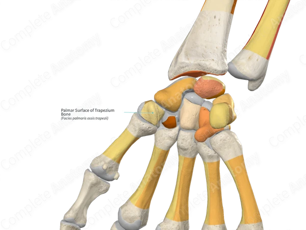 Palmar Surface of Trapezium Bone | Complete Anatomy