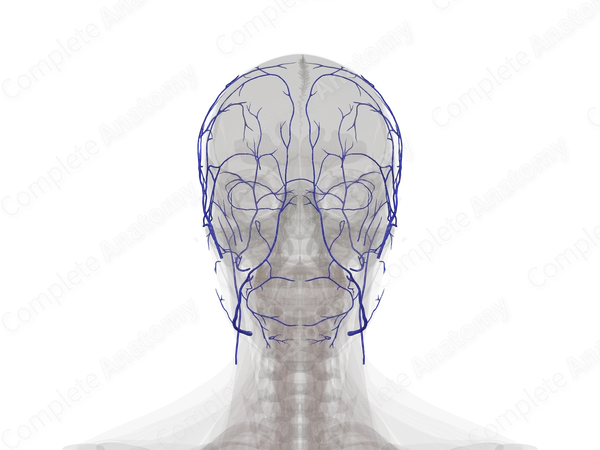 Veins of Face & Scalp | Complete Anatomy