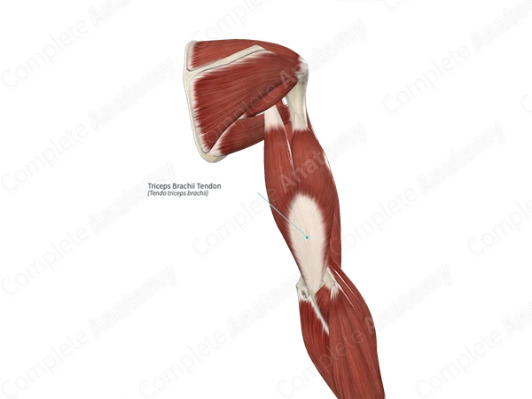 Triceps Brachii Tendon | Complete Anatomy