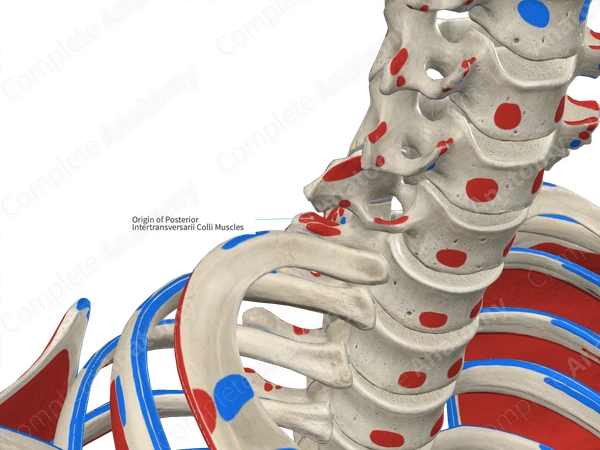 Origin of Posterior Intertransversarii Colli Muscles | Complete Anatomy