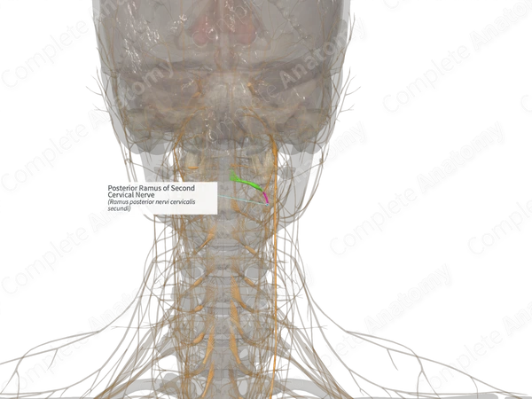 Posterior Ramus of Second Cervical Nerve (Left) | Complete Anatomy