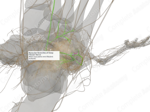 Muscular Branches of Deep Fibular Nerve (Left) | Complete Anatomy