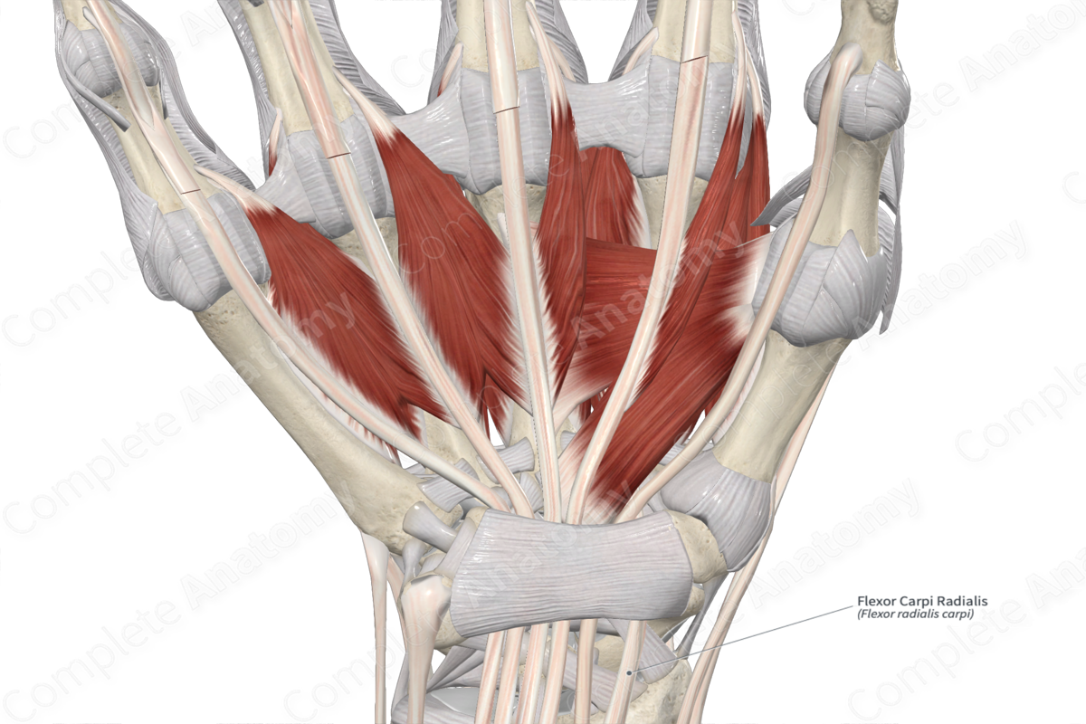 Flexor Carpi Radialis | Complete Anatomy