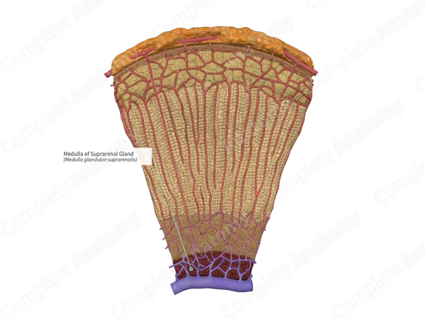 Medulla of Suprarenal Gland | Complete Anatomy