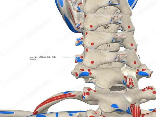 Insertion of Iliocostalis Colli Muscle | Complete Anatomy