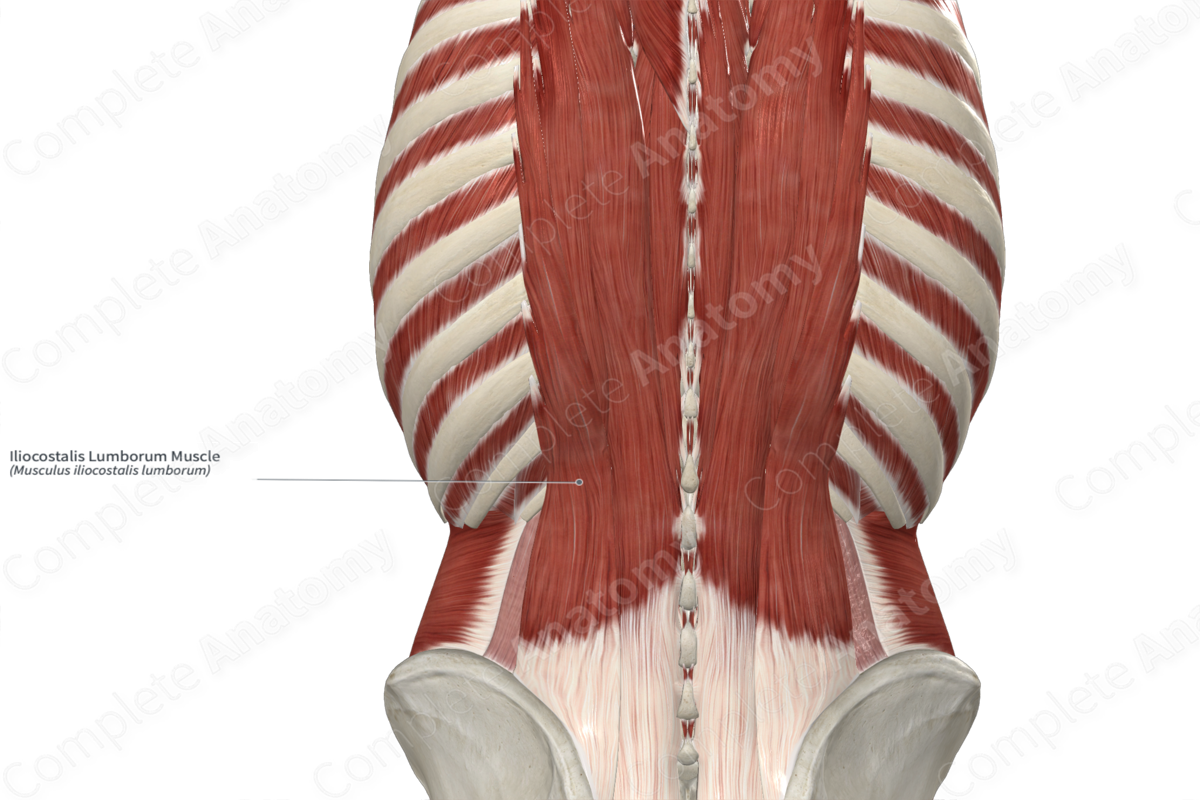 Iliocostalis Lumborum Muscle | Complete Anatomy