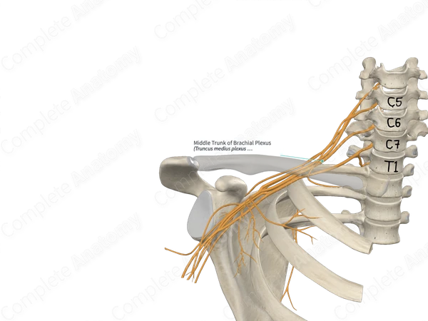 Middle Trunk of Brachial Plexus | Complete Anatomy
