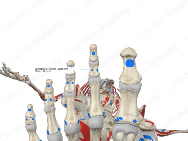 Insertion of Flexor Digitorum Brevis Muscle | Complete Anatomy