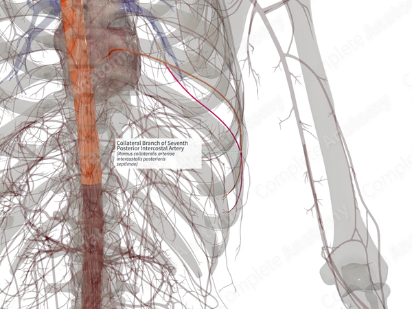 Collateral Branch of Seventh Posterior Intercostal Artery (Left ...