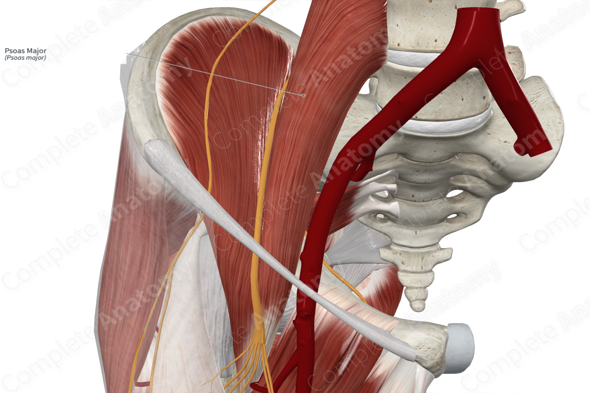 Psoas Major Complete Anatomy