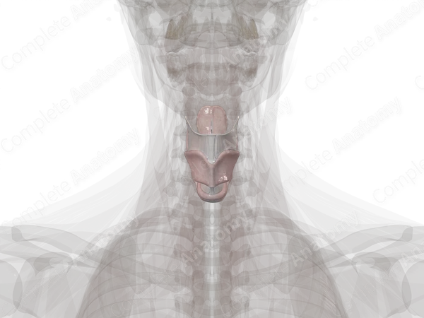 Larynx | Complete Anatomy