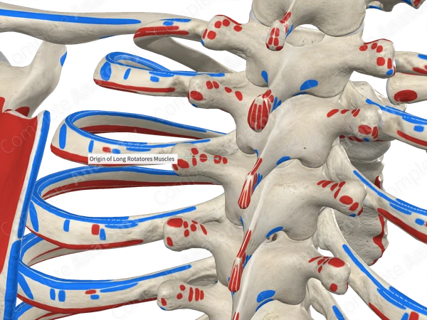 Origin of Long Rotatores Muscles | Complete Anatomy