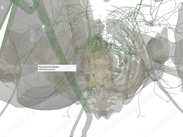 Parauterine Nodes (Left) | Complete Anatomy