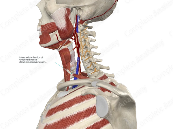 Intermediate Tendon of Omohyoid Muscle | Complete Anatomy