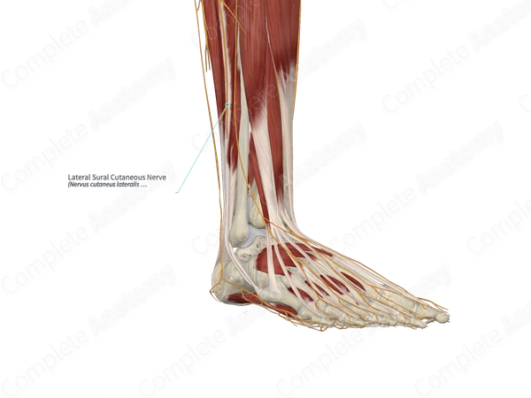 Lateral Sural Cutaneous Nerve | Complete Anatomy