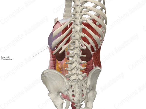 Tenth Rib | Complete Anatomy