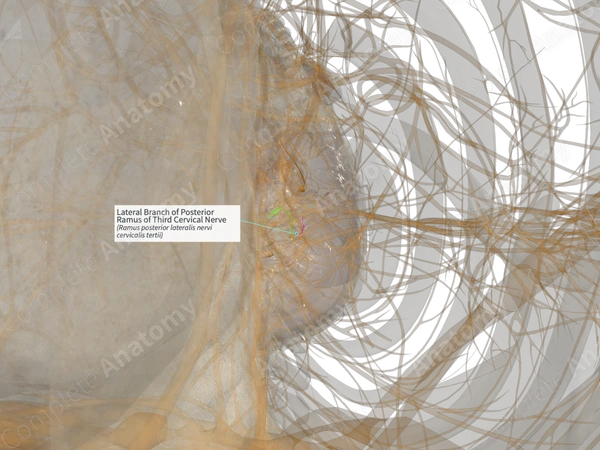 Lateral Branch of Posterior Ramus of Third Cervical Nerve (Left ...