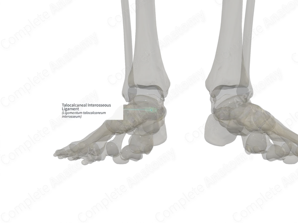 Talocalcaneal Interosseous Ligament (Left) | Complete Anatomy