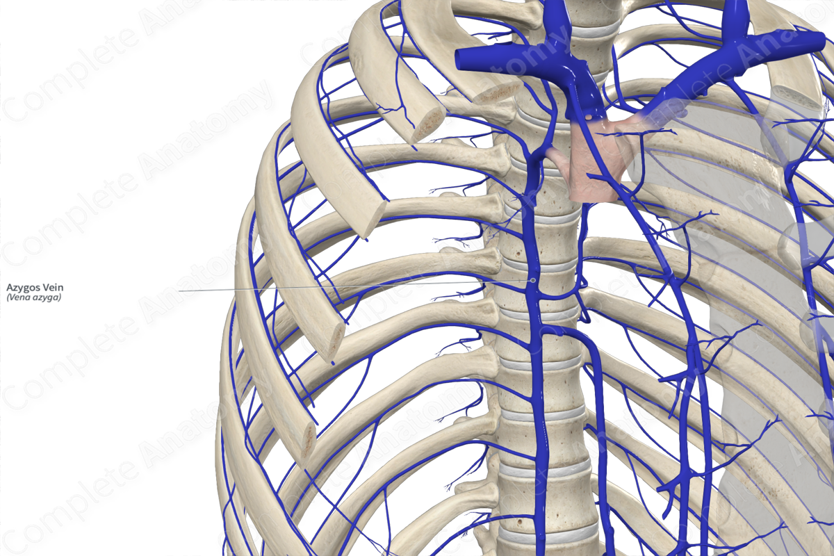 Veine Azygos Anatomie Veines Azygos ACTNCI Veine Azygos Anatomie Veines Azygos ACTNCI