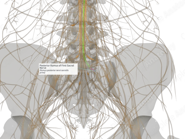 Posterior Ramus of First Sacral Nerve (Right) | Complete Anatomy