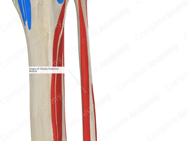 Origin of Tibialis Posterior Muscle | Complete Anatomy
