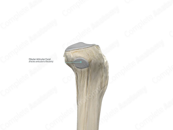 Fibular Articular Facet | Complete Anatomy