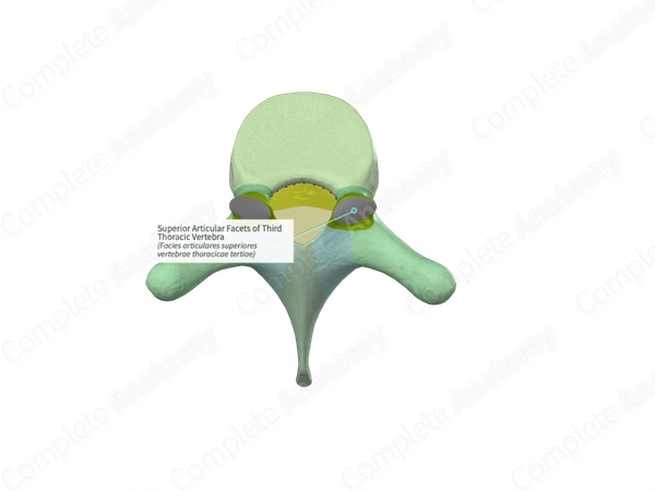 Superior Articular Facets of Third Thoracic Vertebra | Complete Anatomy