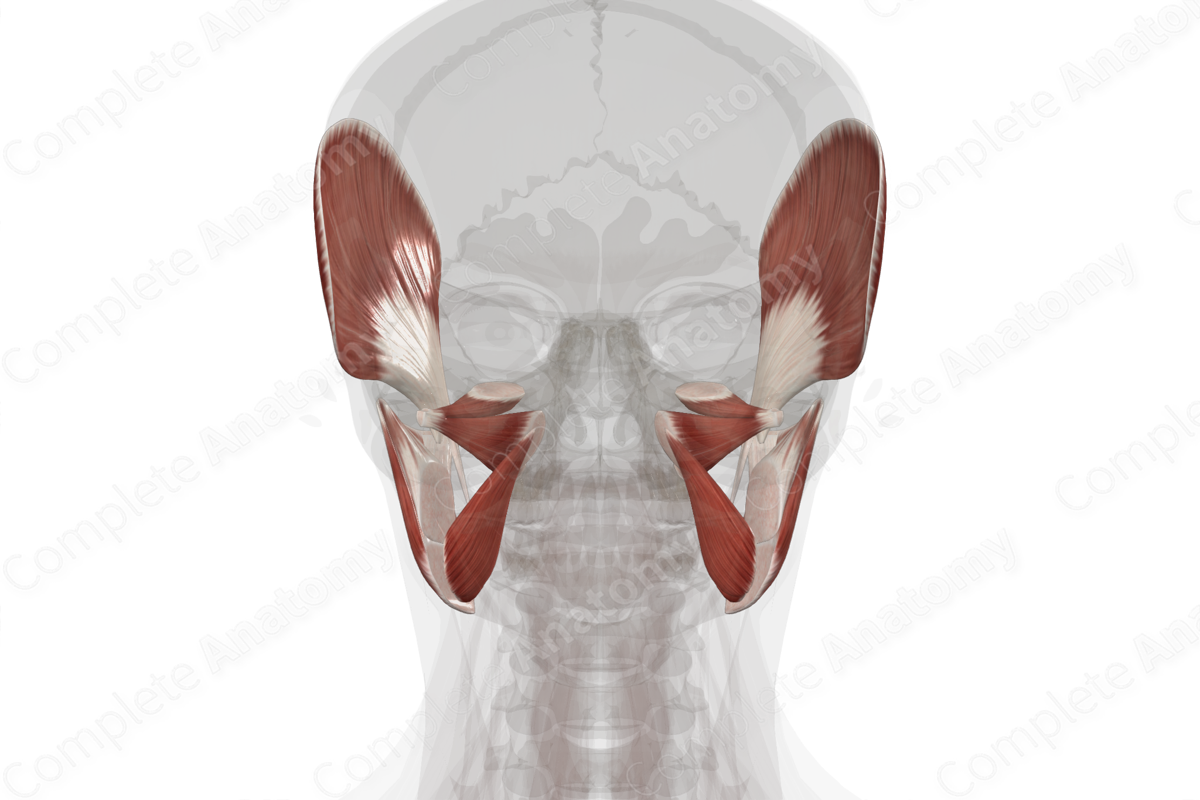 Masticatory Muscles | Complete Anatomy