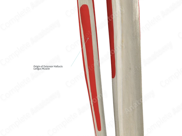 Origin of Extensor Hallucis Longus Muscle | Complete Anatomy